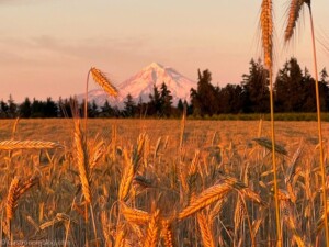 Trail Distilling - First Oregon City Distillery - Gastronom Cocktails